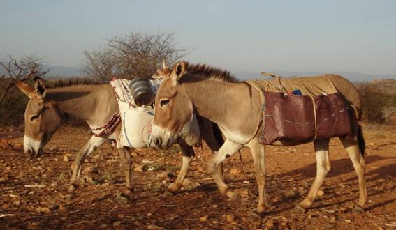 Flying Donkey Challenge & Conference | sUAS News