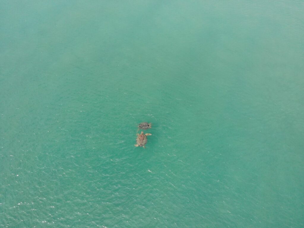 Turtle trackers fly drones out of sight – sUAS News
