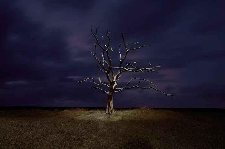 Project TREE: A World Photography Award Winner – sUAS News